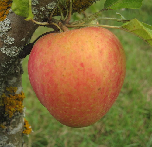 Obstgärtnerei - Sorten