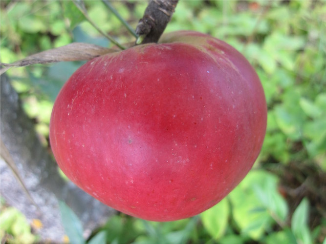 Obstgärtnerei - Sorten